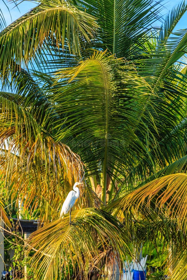 A Bird is Perched on a Palm Tree Stock Image - Image of coconut, white ...