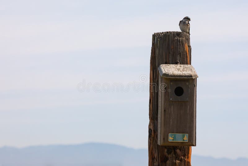 Bird perched on a post stock photo. Image of mountains - 127938386