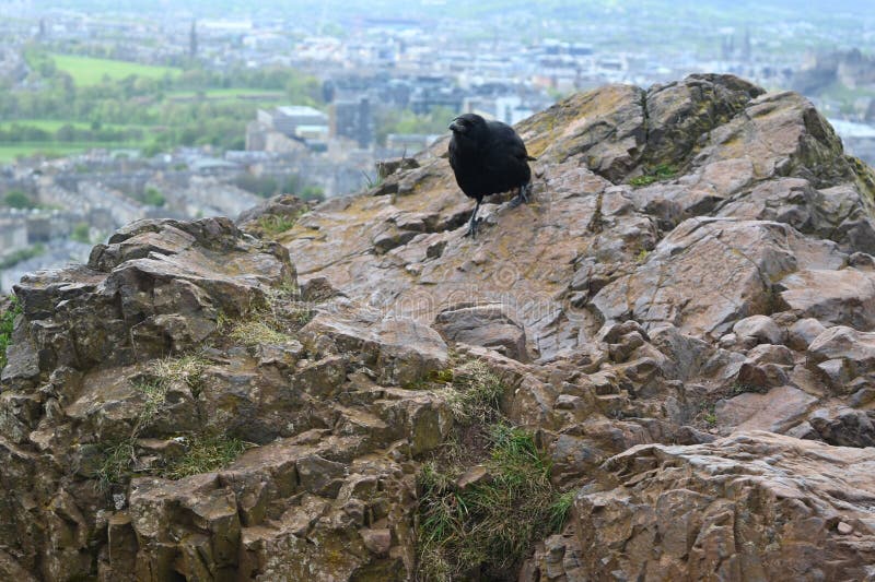 Bird Perched on Rock Overlooking Cityscape Stock Image - Image of view ...