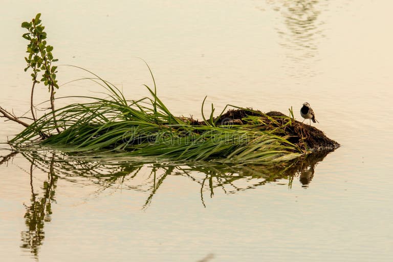 Bird Perched on a Small Islet in a Pond with Reflections on the Water ...