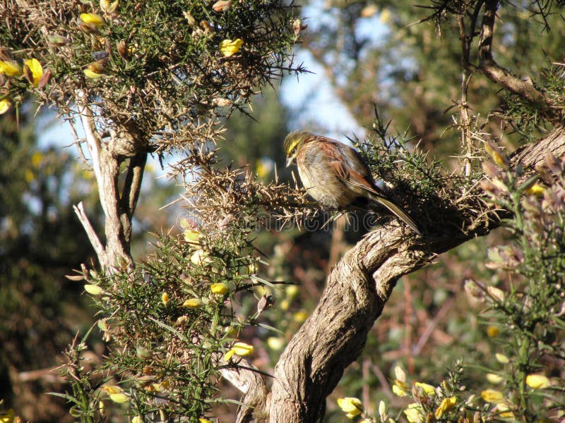 Bird perched on a tree stock photo. Image of forest - 106119178