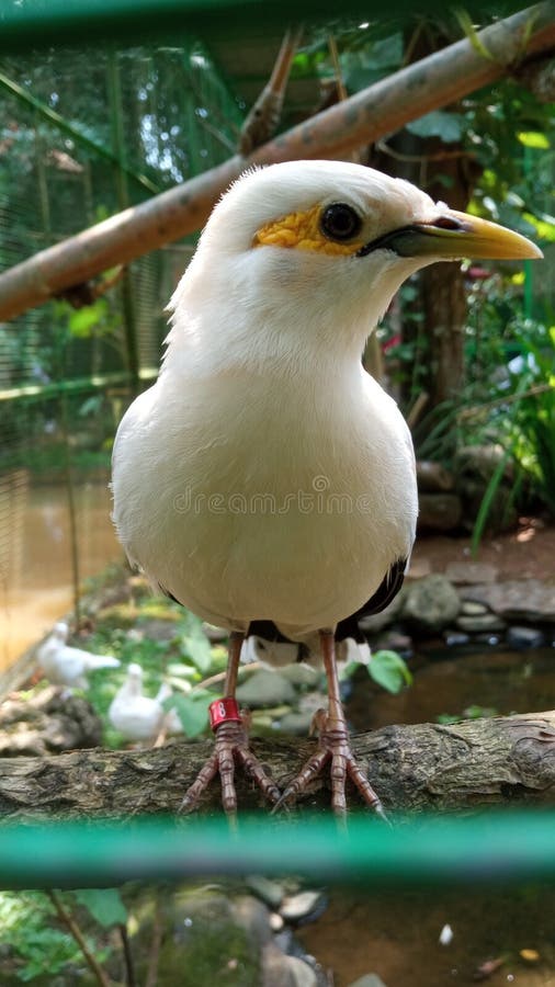 A Bird Perched on a Tree Branch and in a Cage Stock Image - Image of ...