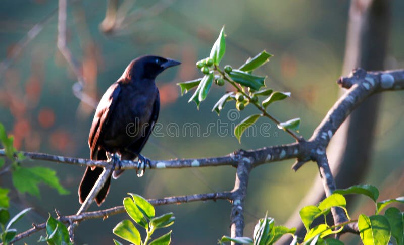 Bird Perched on Tree Branch Stock Image - Image of plumage, rough ...