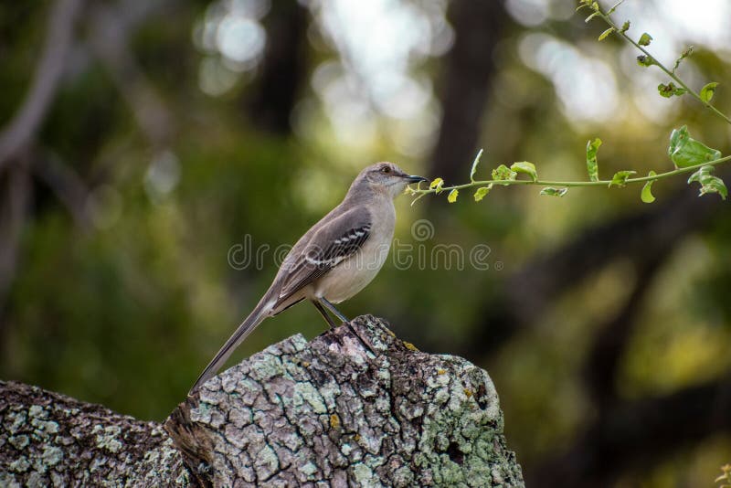 Bird Perched on a Tree Branch in the Park Stock Image - Image of hedge ...