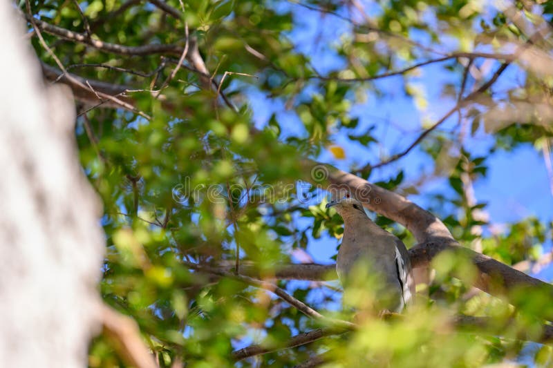 A Bird Perched on a Tree Branch in the Shade of a Leafy Tree Stock ...