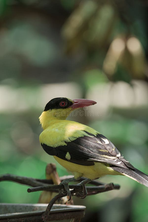 A Bird Perched on Tree in Nature Stock Image - Image of reserve ...