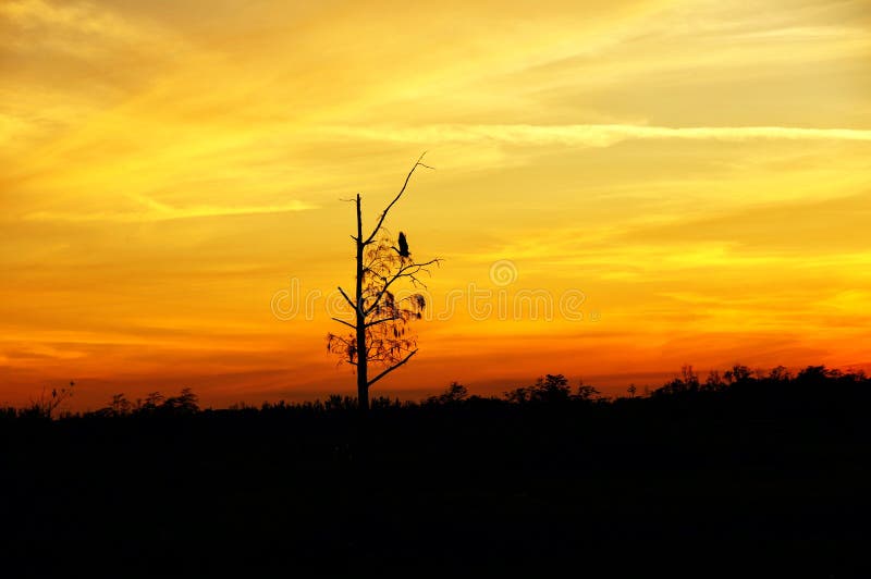 Silhouette at Sunset of a Bird on a Tree Stock Image - Image of ...