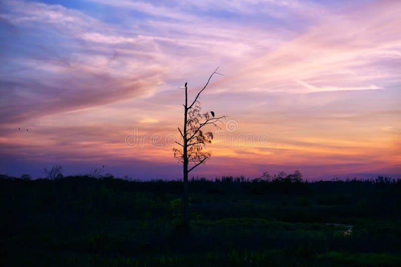 Silhouette at Sunset of a Bird on a Tree Stock Image - Image of ...