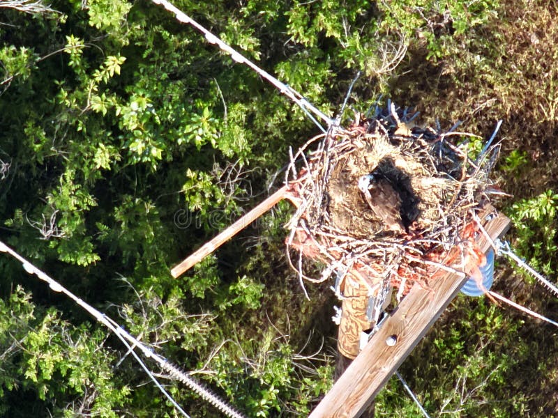 A Bird Sits in Its Nest on a Power Line Pole Stock Photo - Image of ...