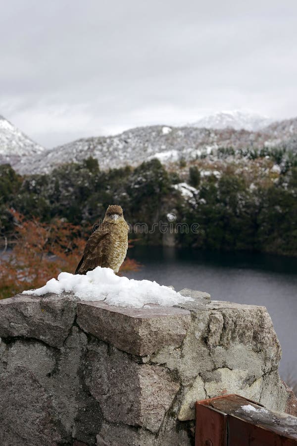 Bird Perches on a Snowy Rock with a Lake Stock Photo - Image of lake ...