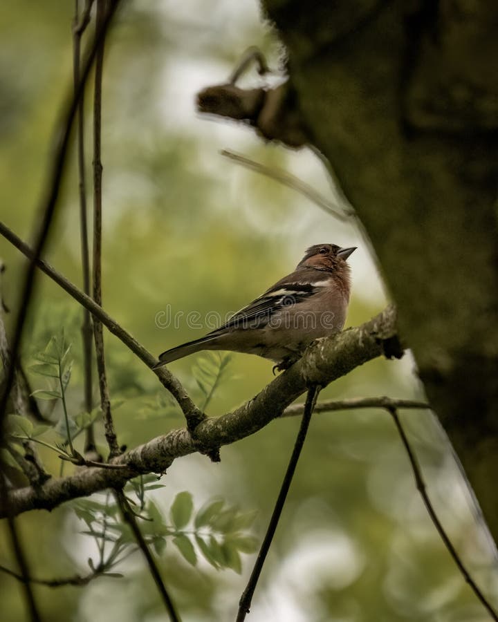 Bird Perches on a Tree Branch Stock Photo - Image of bird, habitat ...
