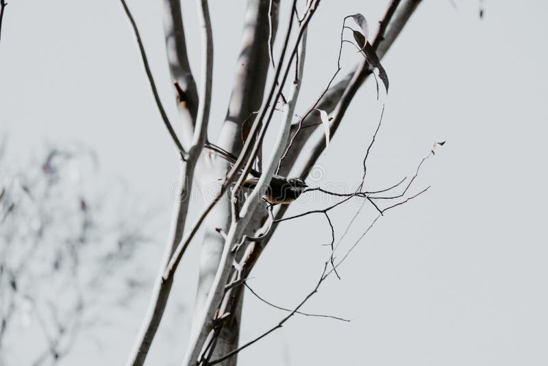 Bird Perching on a Tree Branch during Winter Stock Photo - Image of ...