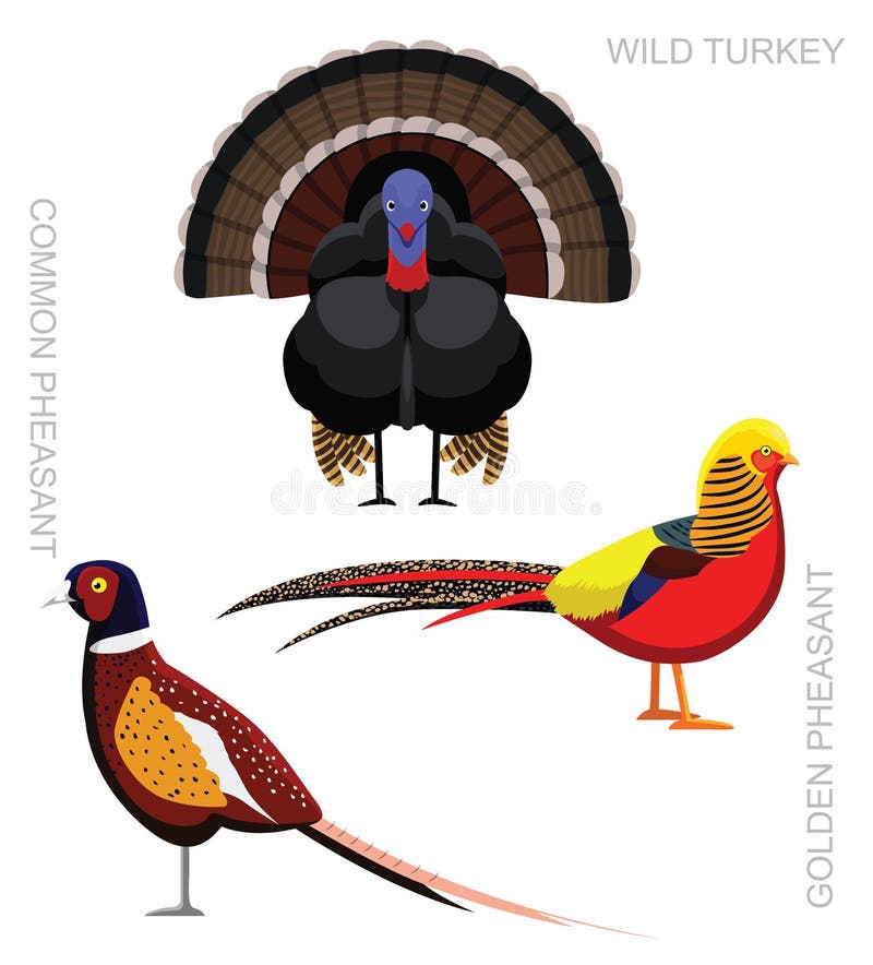 Bird Pheasant Set Cartoon Vector Illustration Stock Vector ...