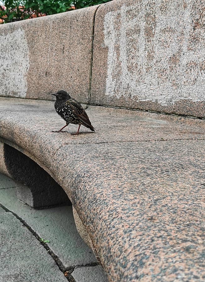 The_bird stock image. Image of nature, little, moscow - 192116375