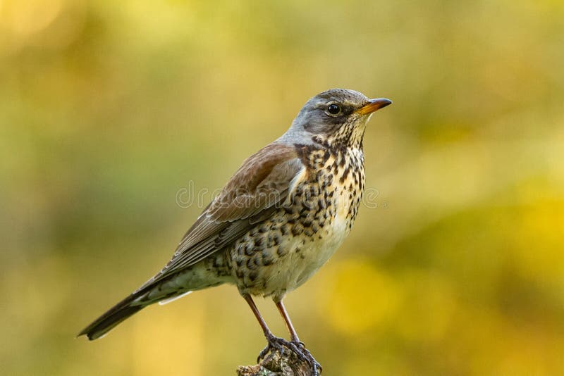 Bird Photographed Up Close with Beautiful Backlight. Stock Photo ...