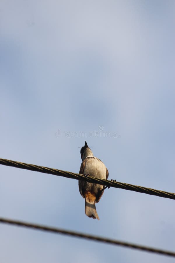Bird photography in Goa stock image. Image of bulbul - 179954347