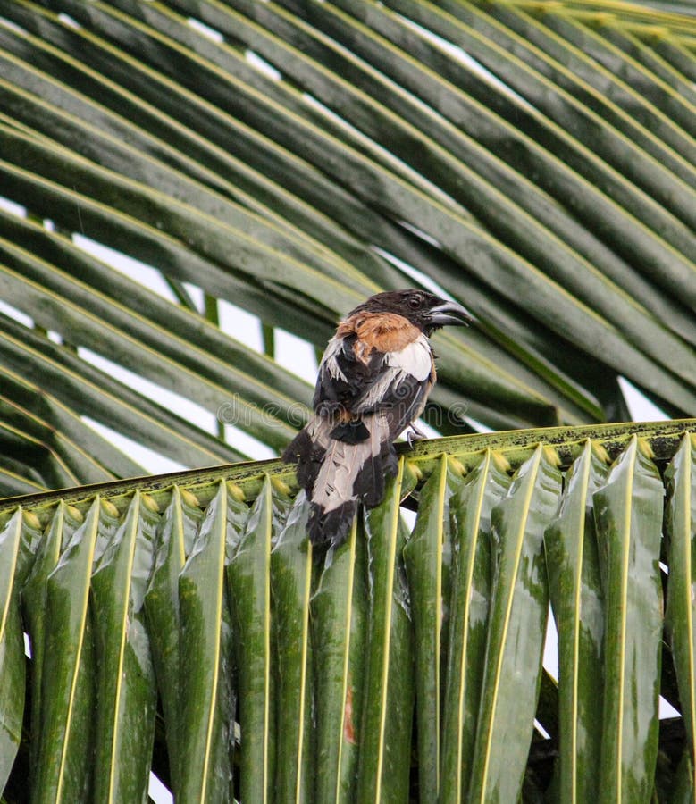 Bird Photography after Rain Stock Image - Image of rain, birds: 339374829