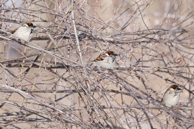 Three Sparrows Perched on a Branch Stock Photo - Image of bird ...