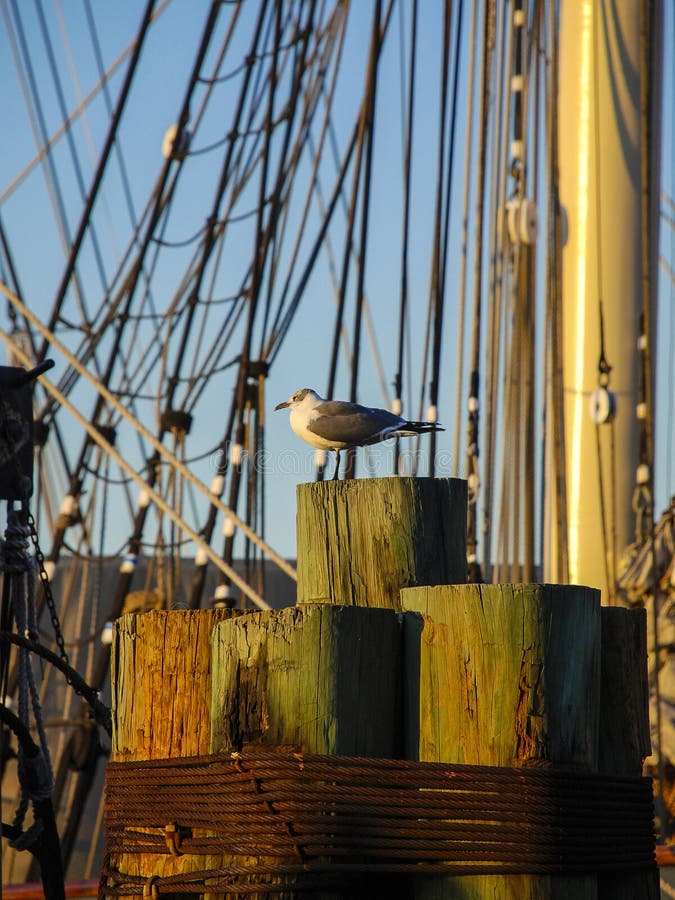 Bird on Pier with Ship in Background Stock Image - Image of pier, gull ...