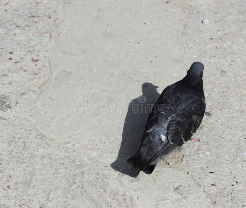 Bird pigeon. stock image. Image of wild, legged, bare - 60565623