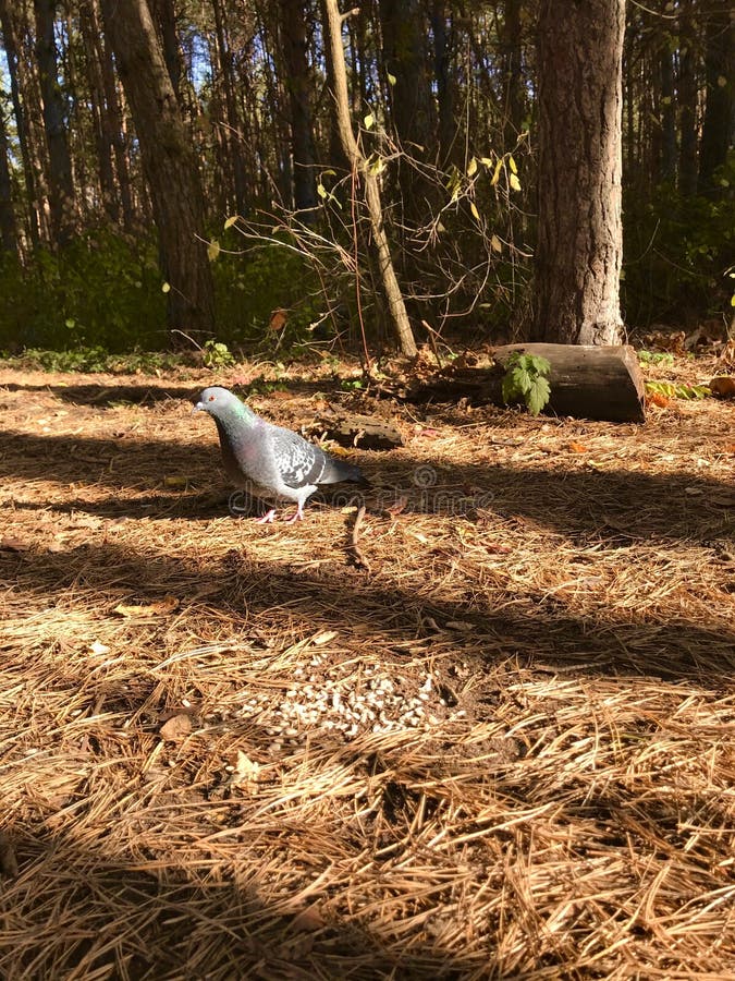 Bird Pigeon and Dry Needles. Stock Photo - Image of woods, grey: 162659844