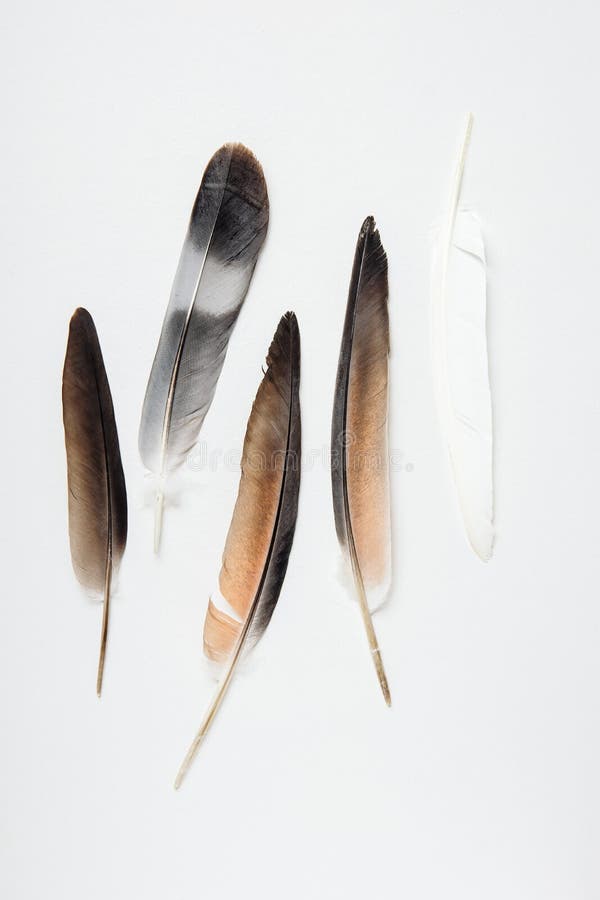 Bird X-ray. Pigeon X-ray, Animal Veterinary Radiography Stock Photo ...