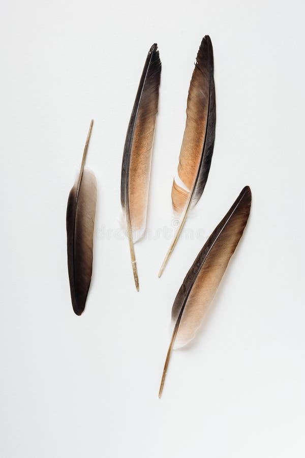 Bird X-ray. Pigeon X-ray, Animal Veterinary Radiography Stock Photo ...