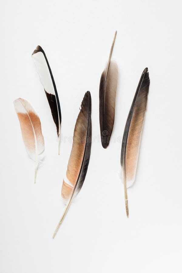 Bird X-ray. Pigeon X-ray, Animal Veterinary Radiography Stock Photo ...