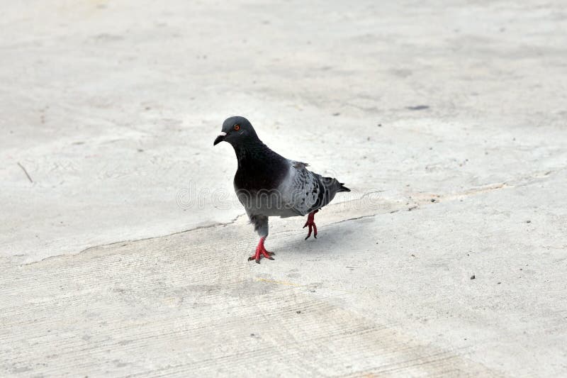 238 Pigeon Red Legs Stock Photos - Free & Royalty-Free Stock Photos ...