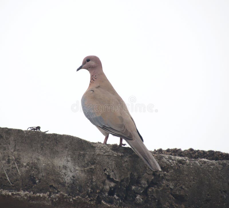A Bird Pigeon Sitting on Chilling and Watching Stock Photo - Image of ...