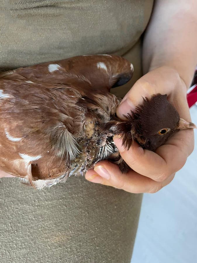 Bird X-ray. Pigeon X-ray, Animal Veterinary Radiography Stock Photo ...