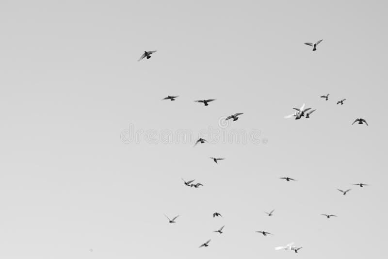 Bird Pigeons Fly in the Sky. Bw Photo Stock Image - Image of feathered ...