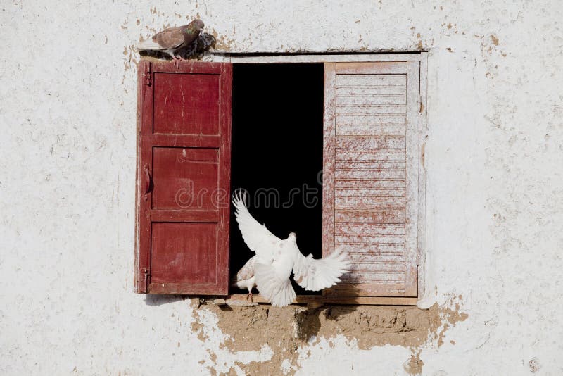 Dove Of Hope Flying Through Window Stock Image - Image of page ...