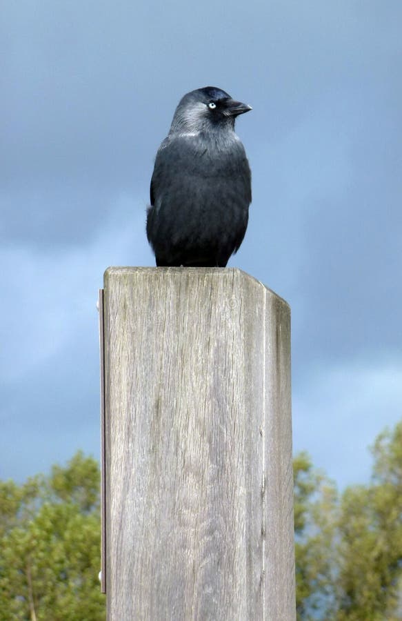 Bird on a pillar stock photo. Image of close, fauna, curious - 27407556