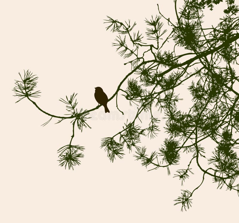 A Bird on a Pine Branch. Vector Illustration Stock Vector ...