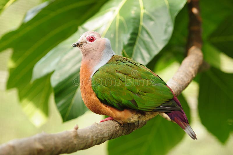 Bird --- Pinon Imperial Pigeon Stock Photo - Image of youde, endangered ...