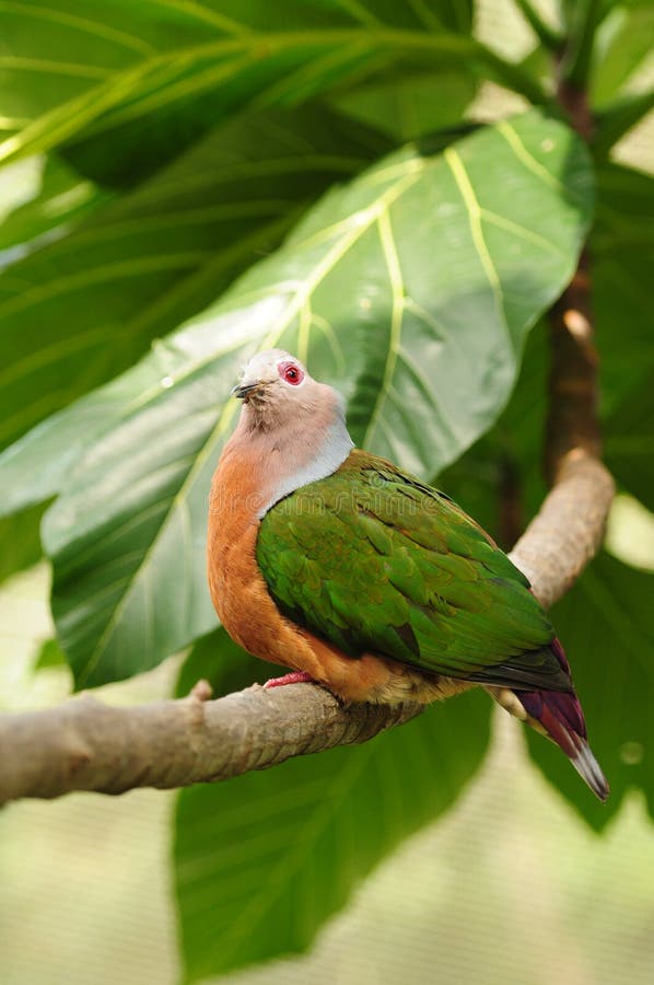 Bird --- Pinon Imperial Pigeon Stock Image - Image of park, nature ...