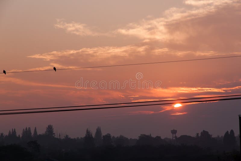 Bird placed on cable wire stock image. Image of wild - 69398085