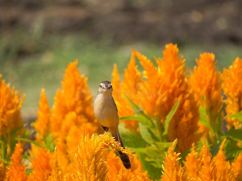Bird stock image. Image of perch, cockscomb, animal, hiding - 50504595