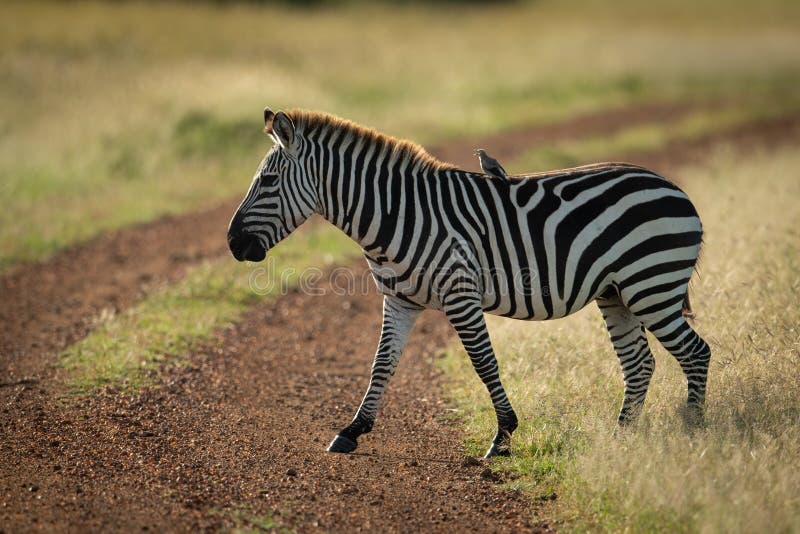 Bird on Plains Zebra Crossing Dirt Track Stock Photo - Image of ...