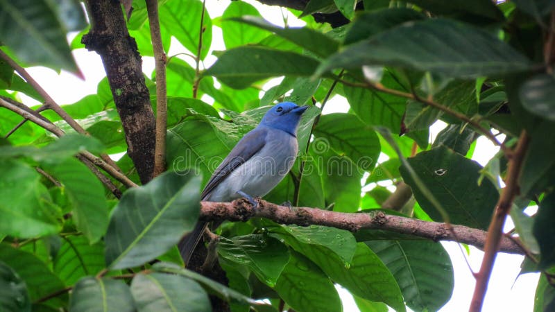 A Bird is Playing on a Mango Tree Stock Image - Image of tree, mango ...