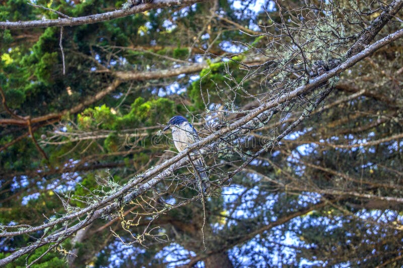 Bird in Point Lobos State Park Stock Photo - Image of south, monterey ...