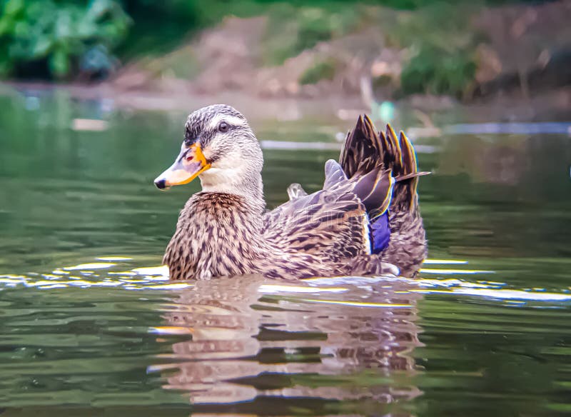 Bird in Pond Water Green Happy Stock Image - Image of animal, pond ...