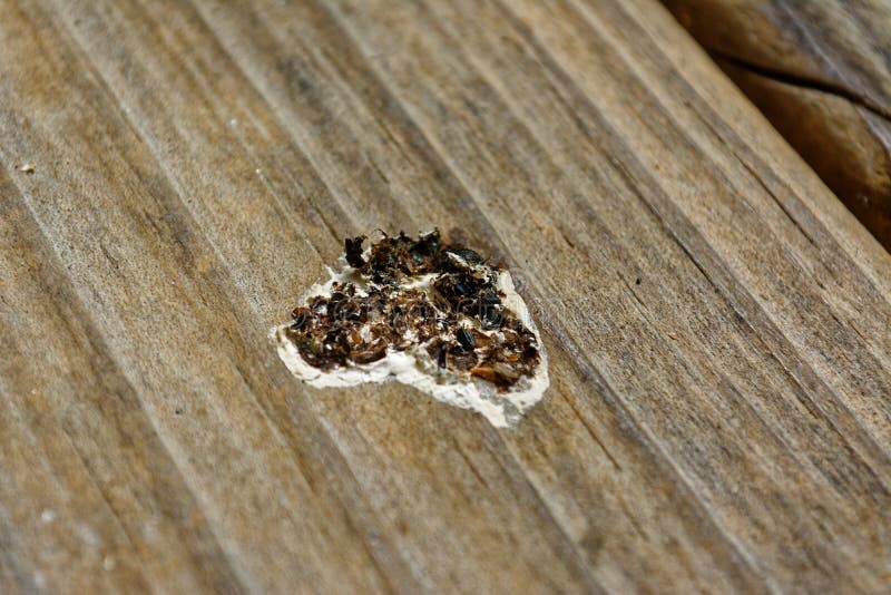 1,175 Poo Droppings Stock Photos - Free & Royalty-Free Stock Photos ...