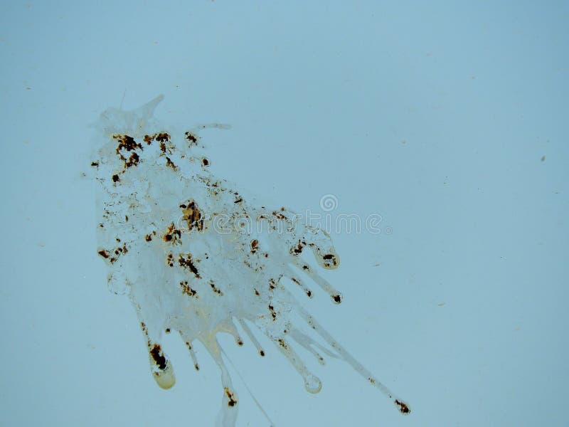 Bird Poop on Balcony Glass, Bird Poop on Glass, Dirty Balcony Glass ...