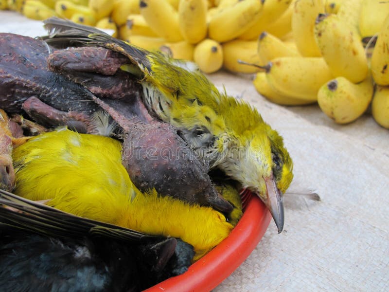 Bird poor stock photo. Image of little, killed, poor - 36872498