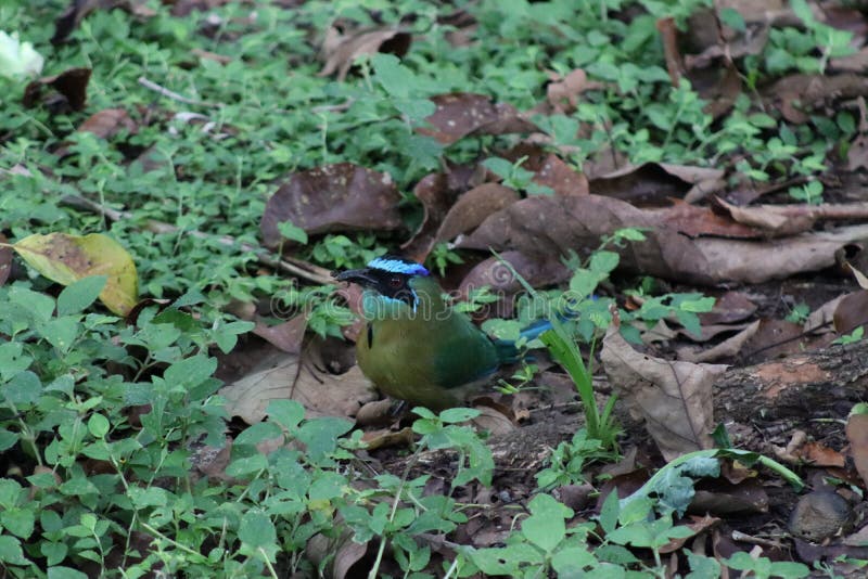 Bobo Bird stock image. Image of flower, woodland, soil - 254049375