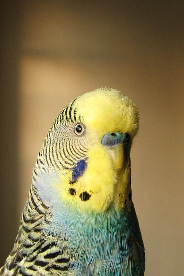Parakeet stock image. Image of colorful, plumage, bill - 138975