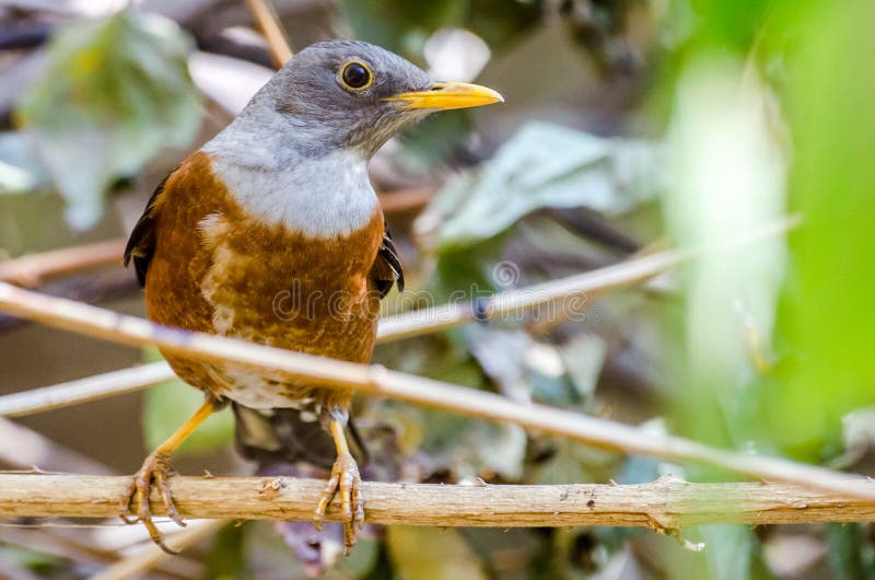 Bird, Portrait of Chestnut Thrush Stock Photo - Image of asian ...