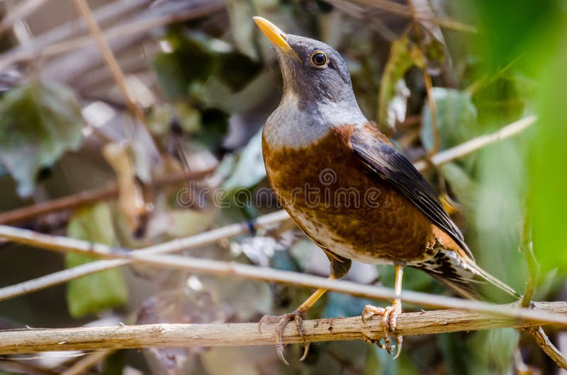 Bird, Portrait of Chestnut Thrush Stock Photo - Image of country ...